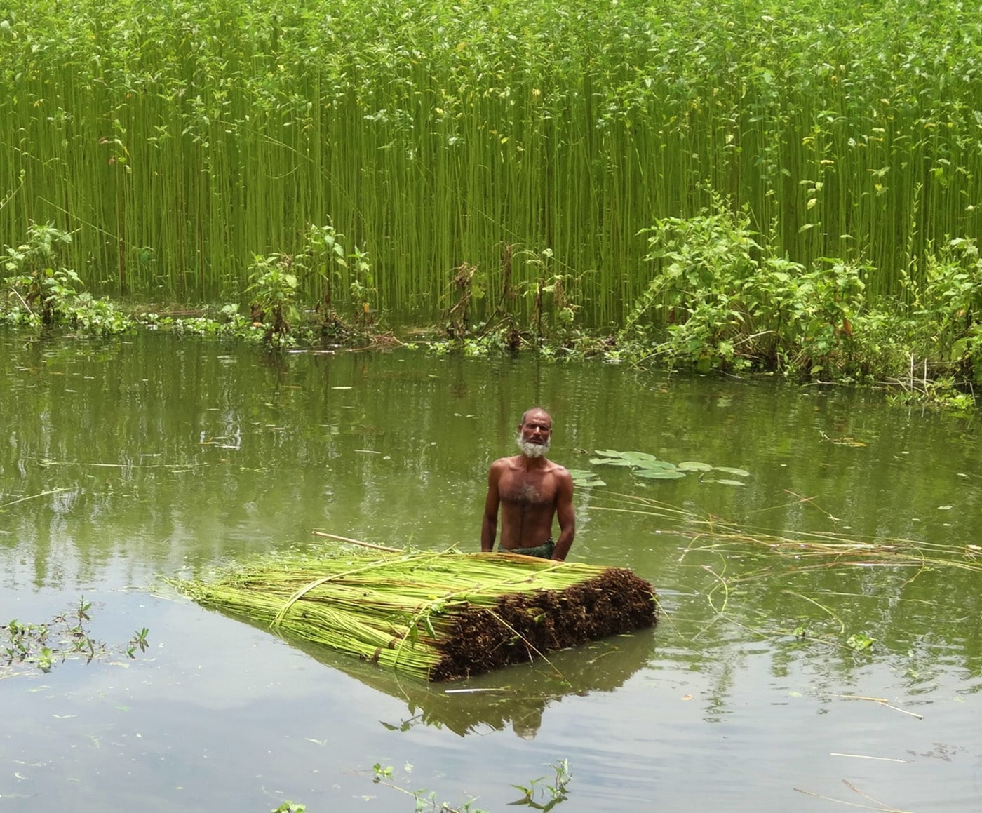 Qu'est-ce que le jute ? - Bhallot
