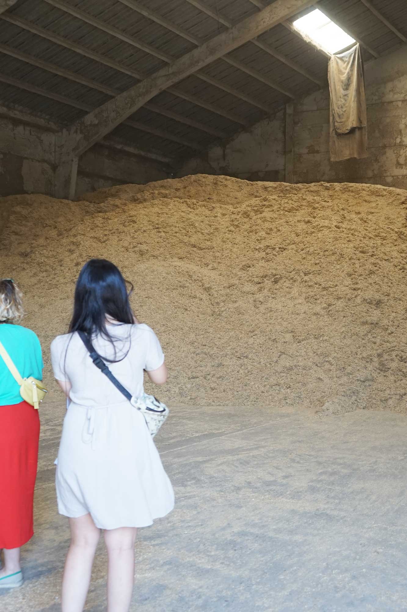 Le lin : la seule fibre qui résiste à la mondialisation ? Voyage au ...